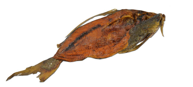 Surinaamse vissoorten; wat is de meest populaire gerookte en droge vis?