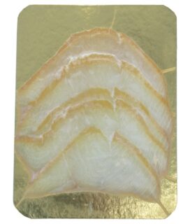 De heilbot: een culinair meesterwerk | Mooijer-Volendam