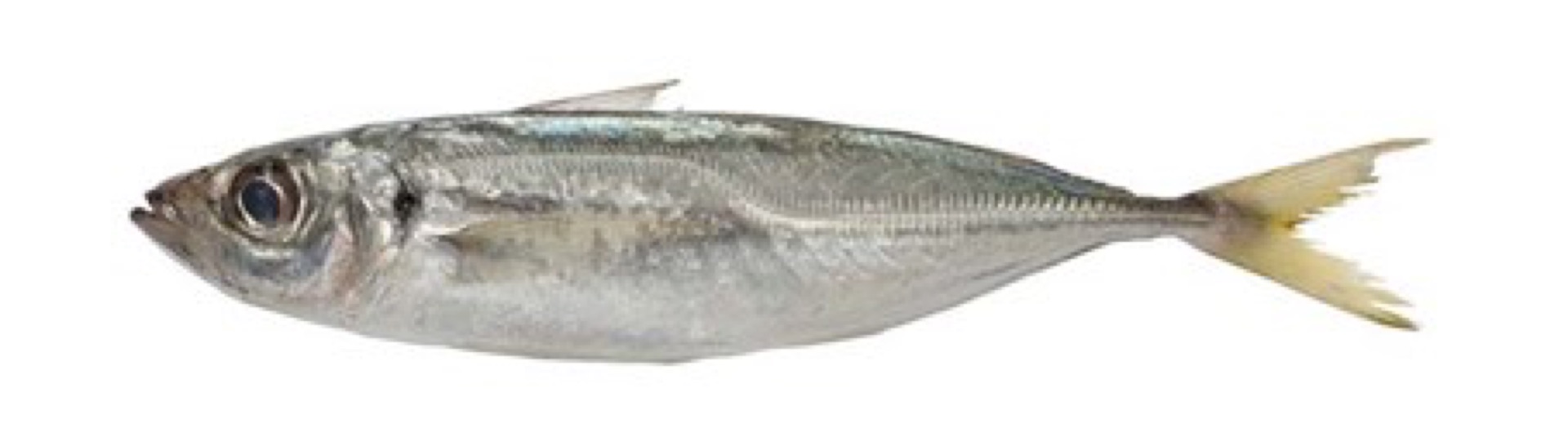 Horsmakreel – het vergeten visje