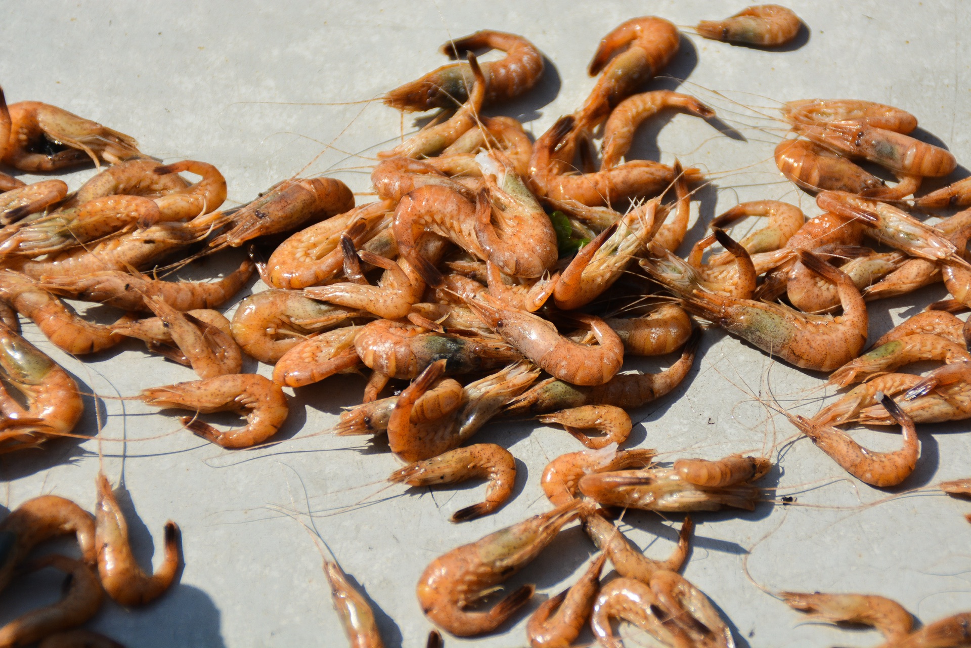 The Dutch shrimp and other popular shrimp products