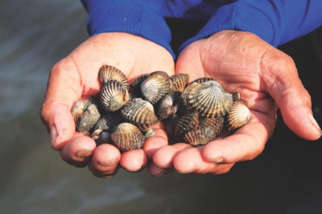 Kokkels: het goud van de Wadden | Mooijer-Volendam