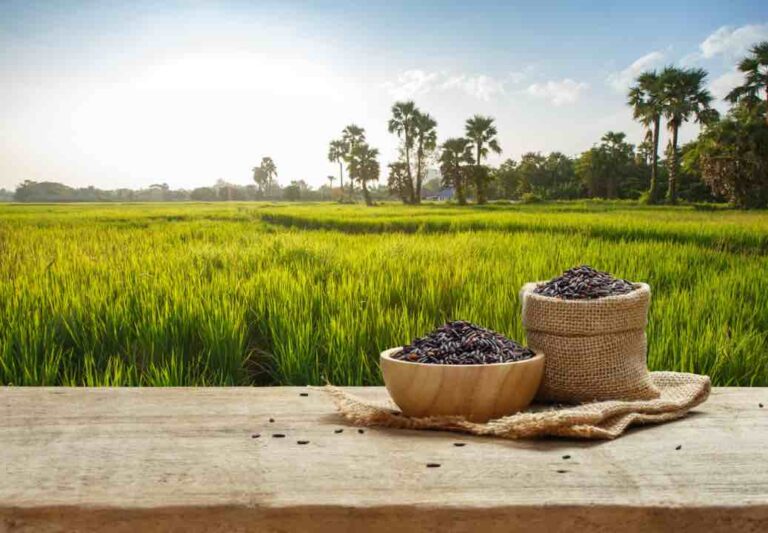 Zwarte rijst: kerngezonde graansoort met stevige structuur | Mooijer ...