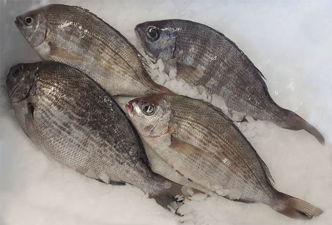 Verse vis - Pagina 4 van 9 - Mooijer-Volendam