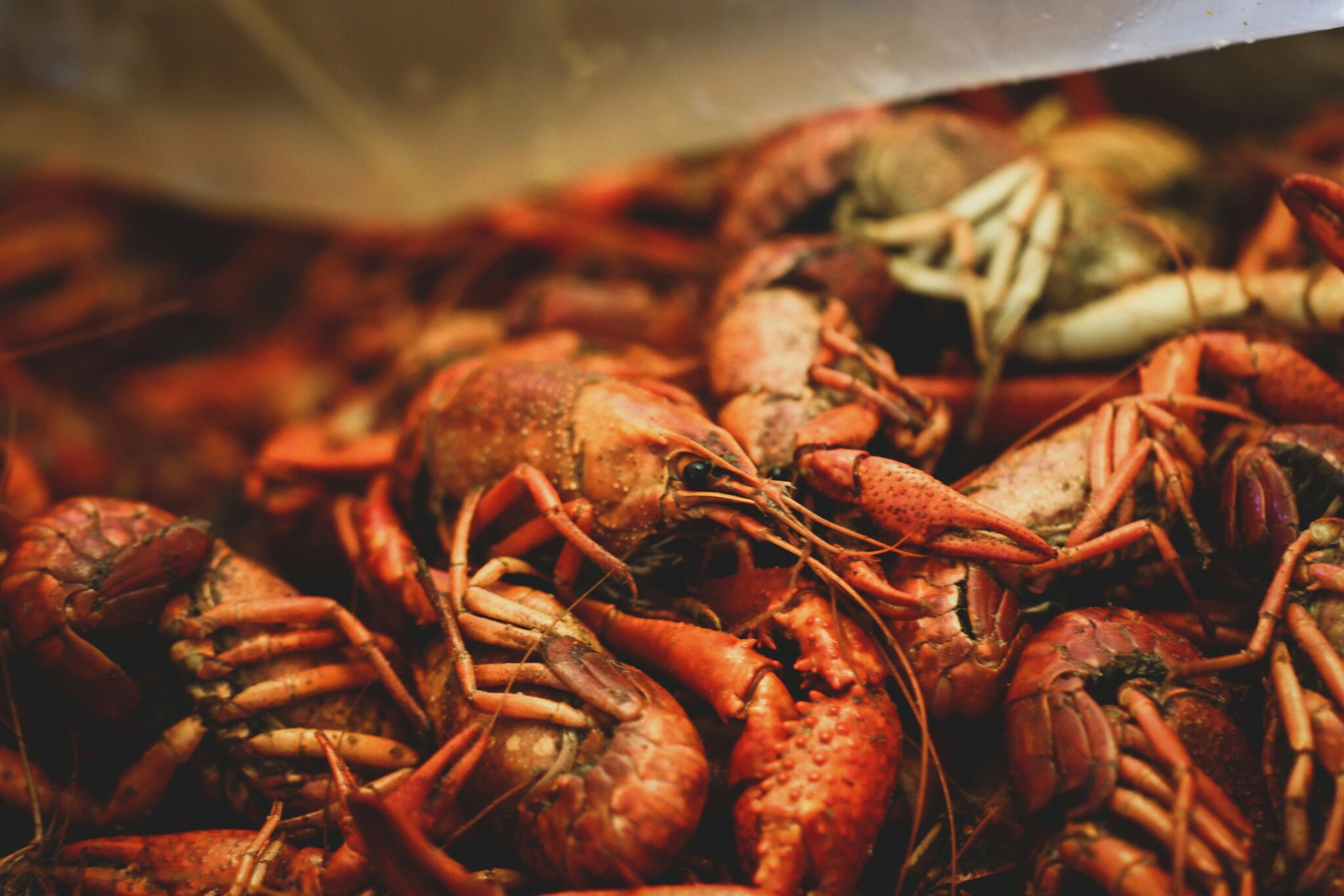 Crayfish: from invasive pest to culinary delicacy | Mooijer-Volendam